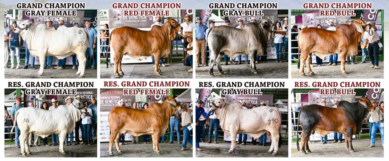 2022 Guatemala National Brahman Show – The Brahman Journal