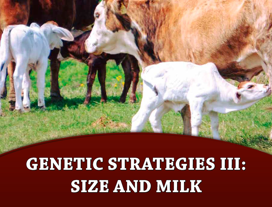 Texas Adapted Genetic Strategies for Beef Cattle III: Size and Milk ...
