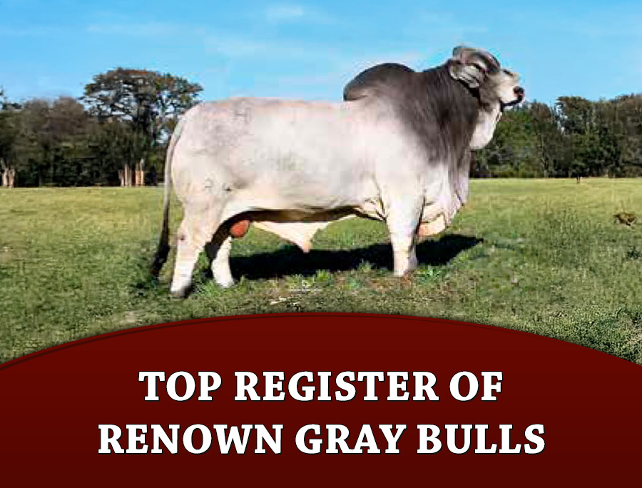 ABBA Top Register of Renown Gray Bull – The Brahman Journal