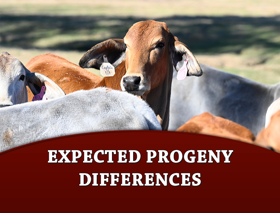 Texas Adapted Genetic Strategies for Beef Cattle VIII: Expected Progeny Differences – The ...