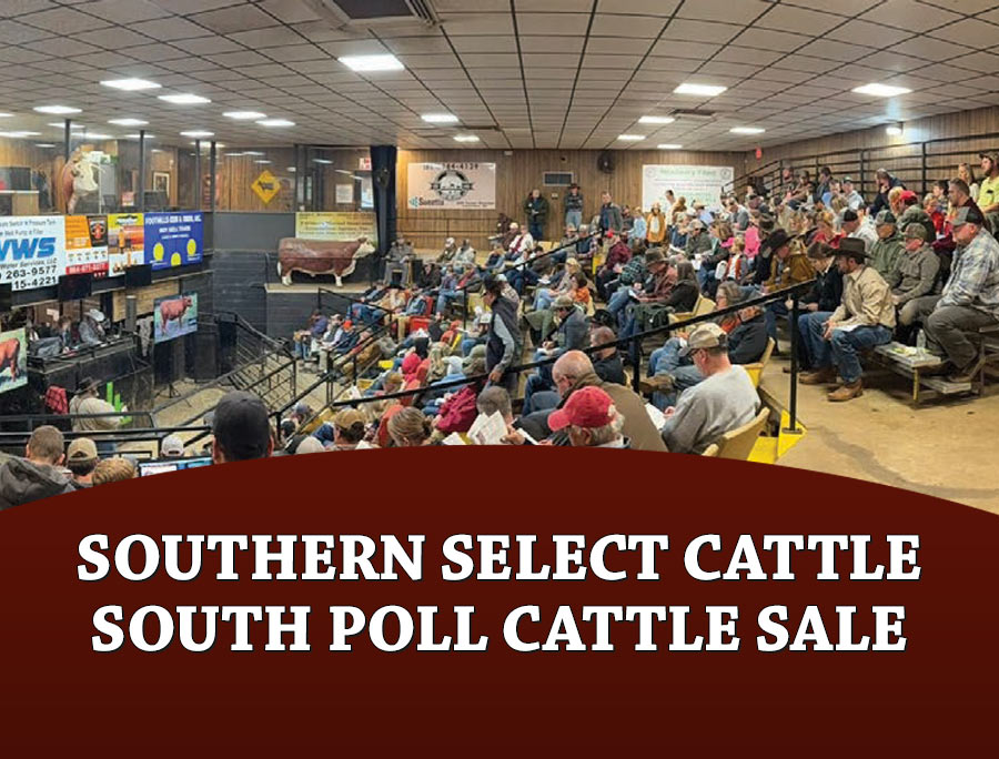 Southern Select Cattle: South Poll Cattle Sale – The Brahman Journal