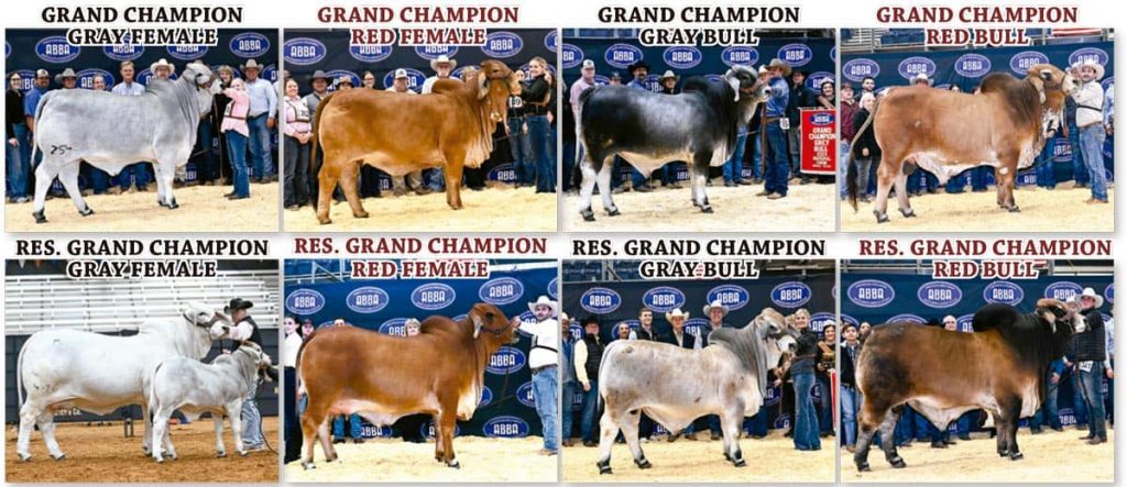 National Brahman Show – The Brahman Journal
