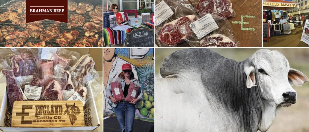 England Cattle Co. Beef – The Brahman Journal
