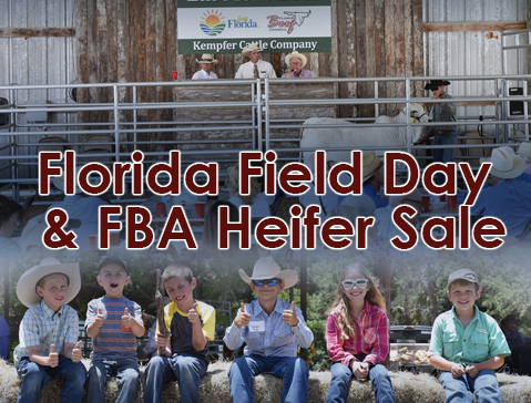 Florida Field Day & FBA Heifer Sale – The Brahman Journal