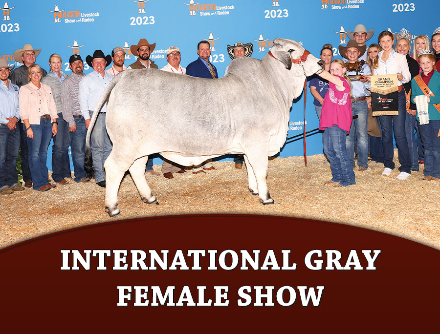 Show Results International Gray Female Show – The Brahman Journal