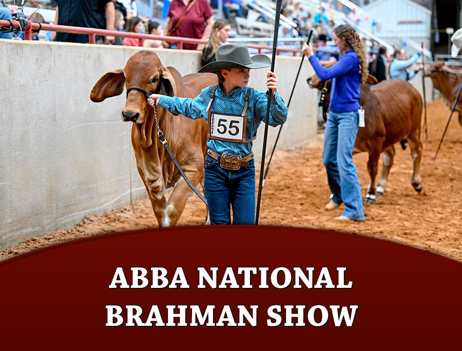 National Brahman Show – The Brahman Journal