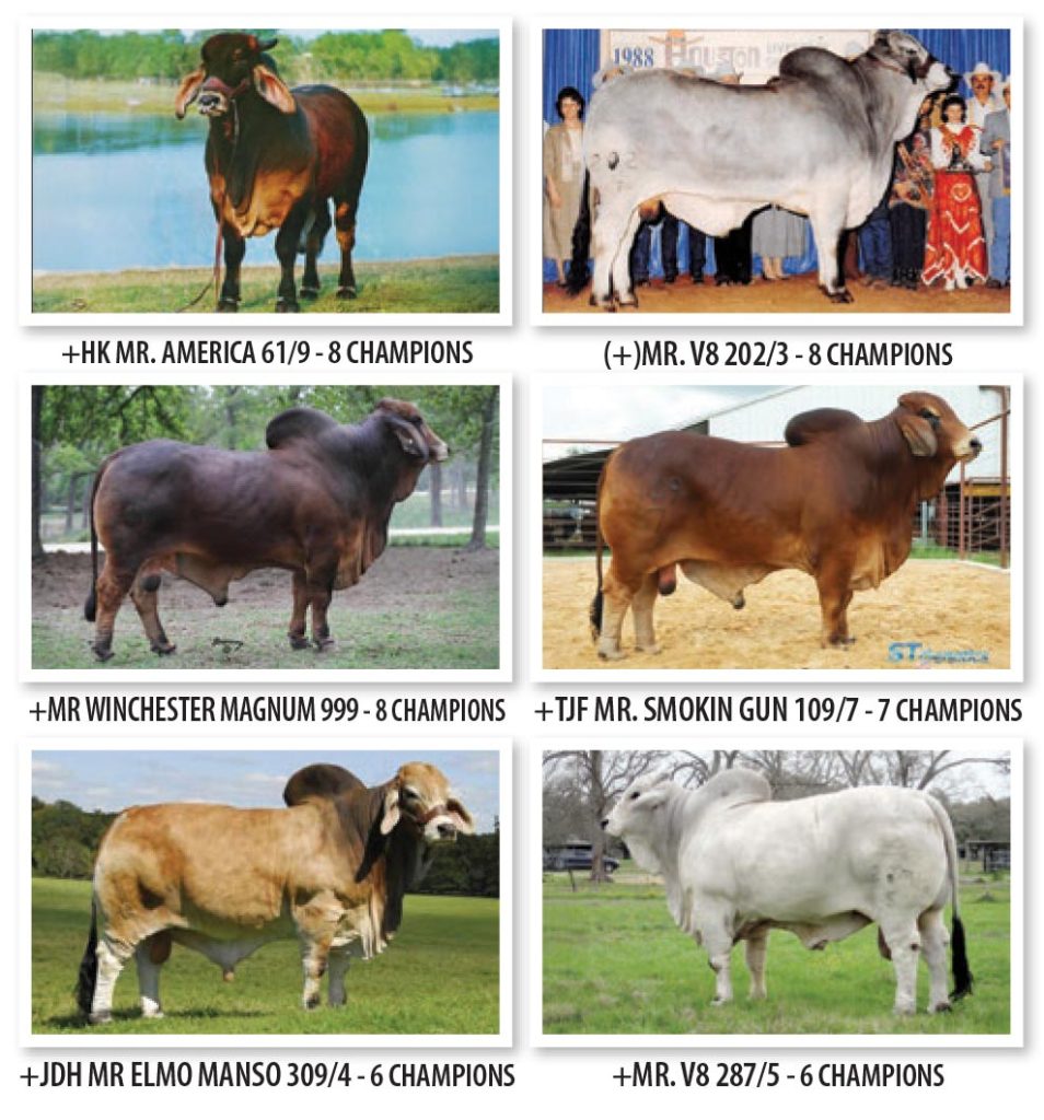Sire Dominance at the HLS&R International Show from 1982-2026 – The ...