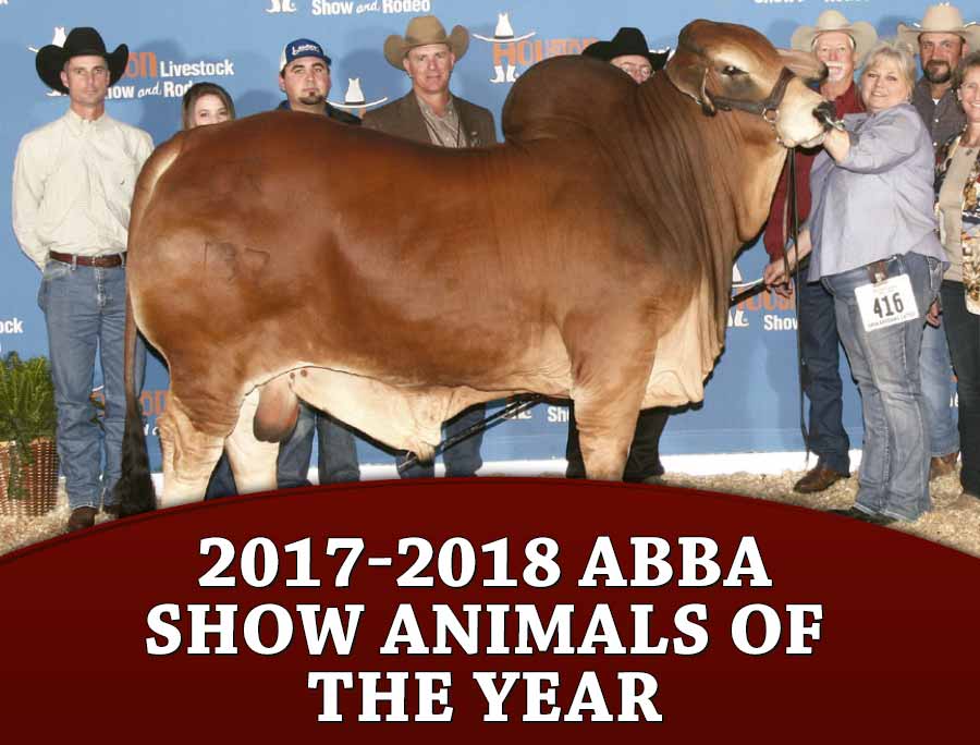 2017-2018 ABBA Show Animals of The Year – Runner Up – The Brahman Journal