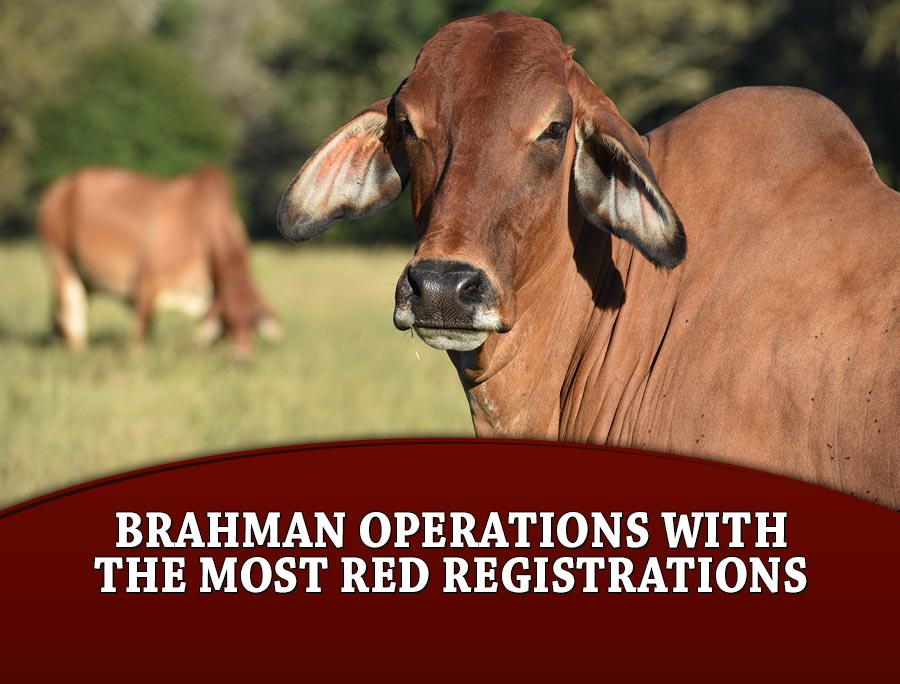 Brahman Operations with the Most Red Registrations – The Brahman Journal
