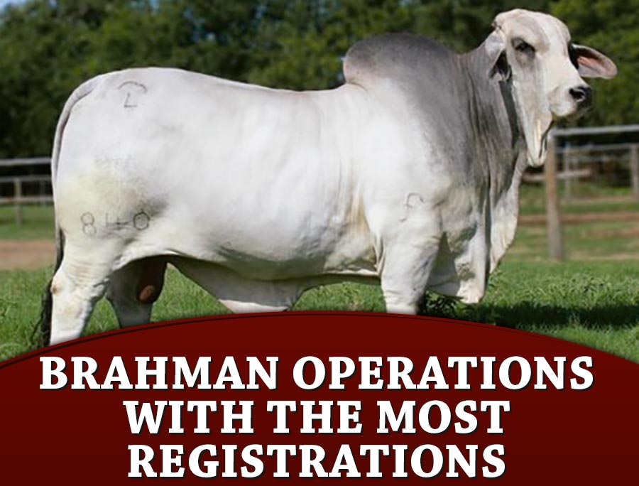 Brahman Operations With The Most Registrations – The Brahman Journal