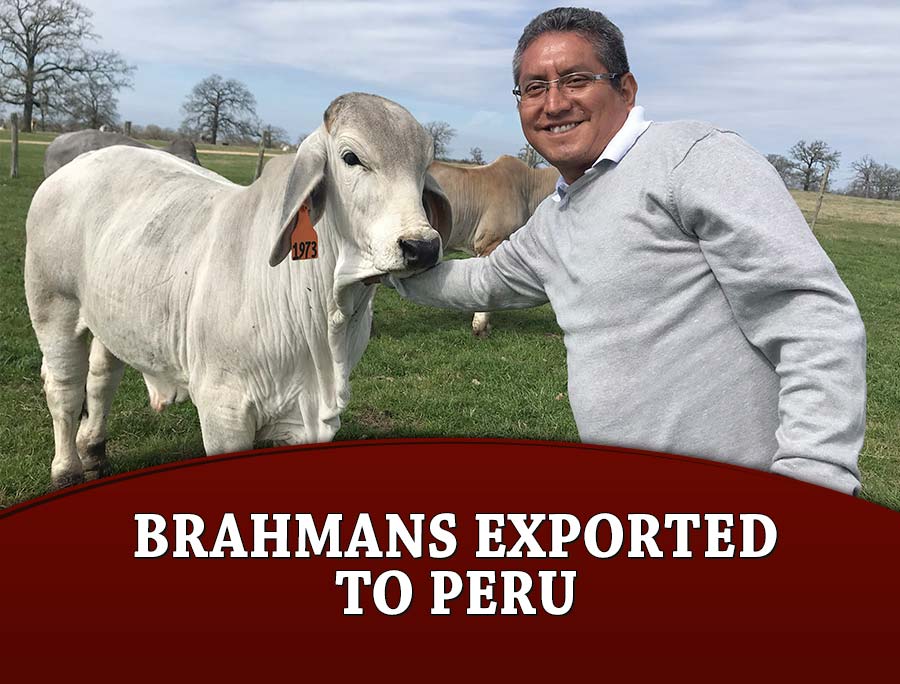 Brahmans Exported to Peru – The Brahman Journal
